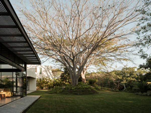 Árbol de Parota en Casa Calantha / Di Frenna Arquitectos - Communita